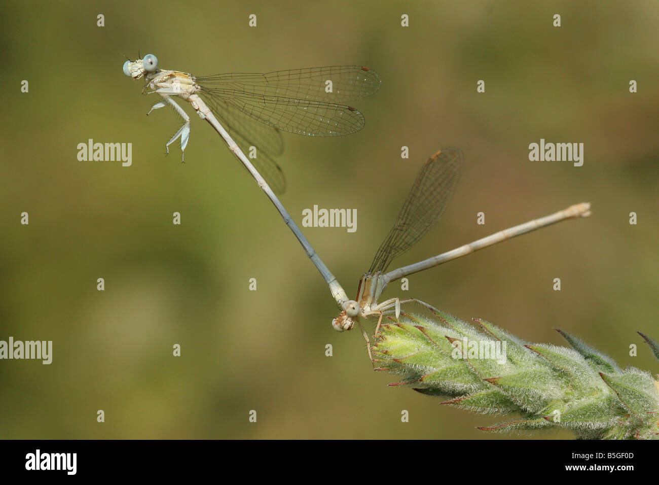 Mating Damselflies Zygoptera Stock Photo - Alamy