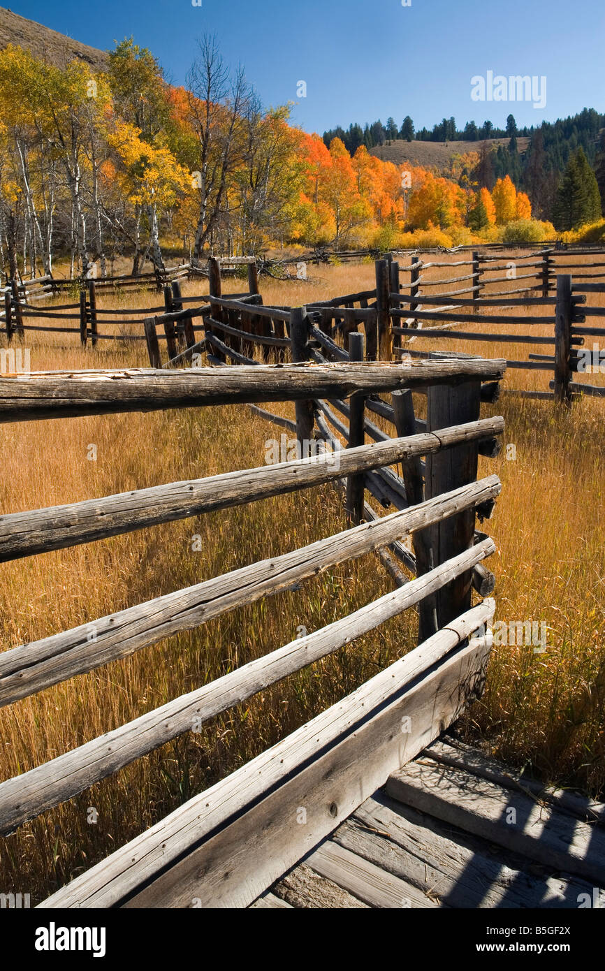 Corral, fall, western, U.S.,Idaho, aspen, wood, fence, line, cattle ...