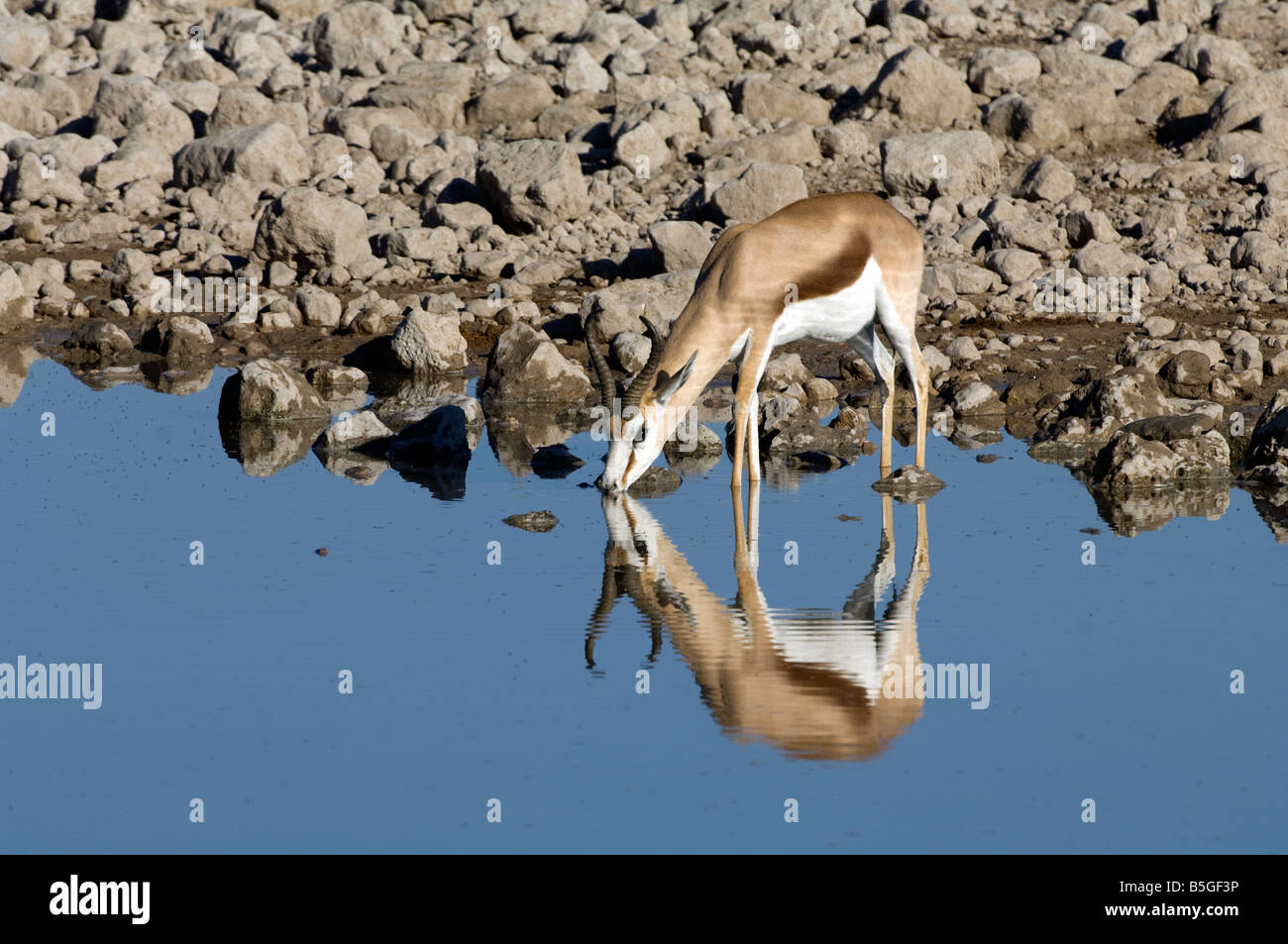 Springbok drinking water hi-res stock photography and images - Alamy