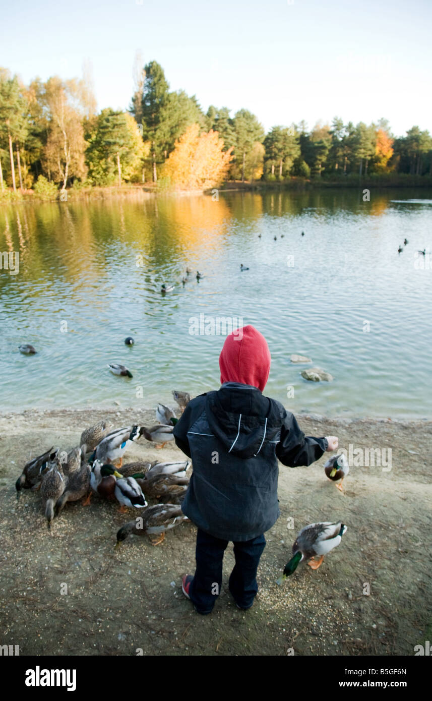 Boy duck hi-res stock photography and images - Alamy