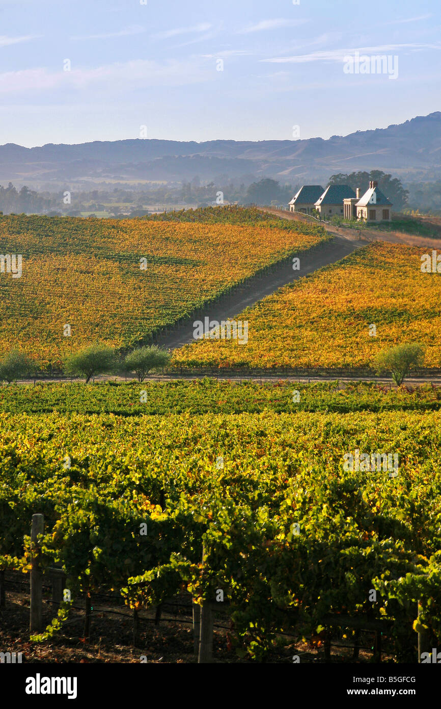 Wine fields in Wine Valley California Stock Photo - Alamy