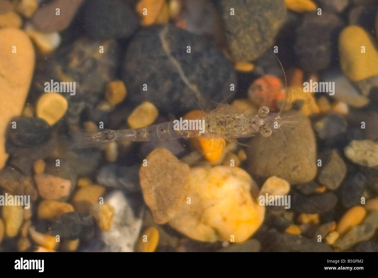 Whales continental shelf hi-res stock photography and images - Alamy