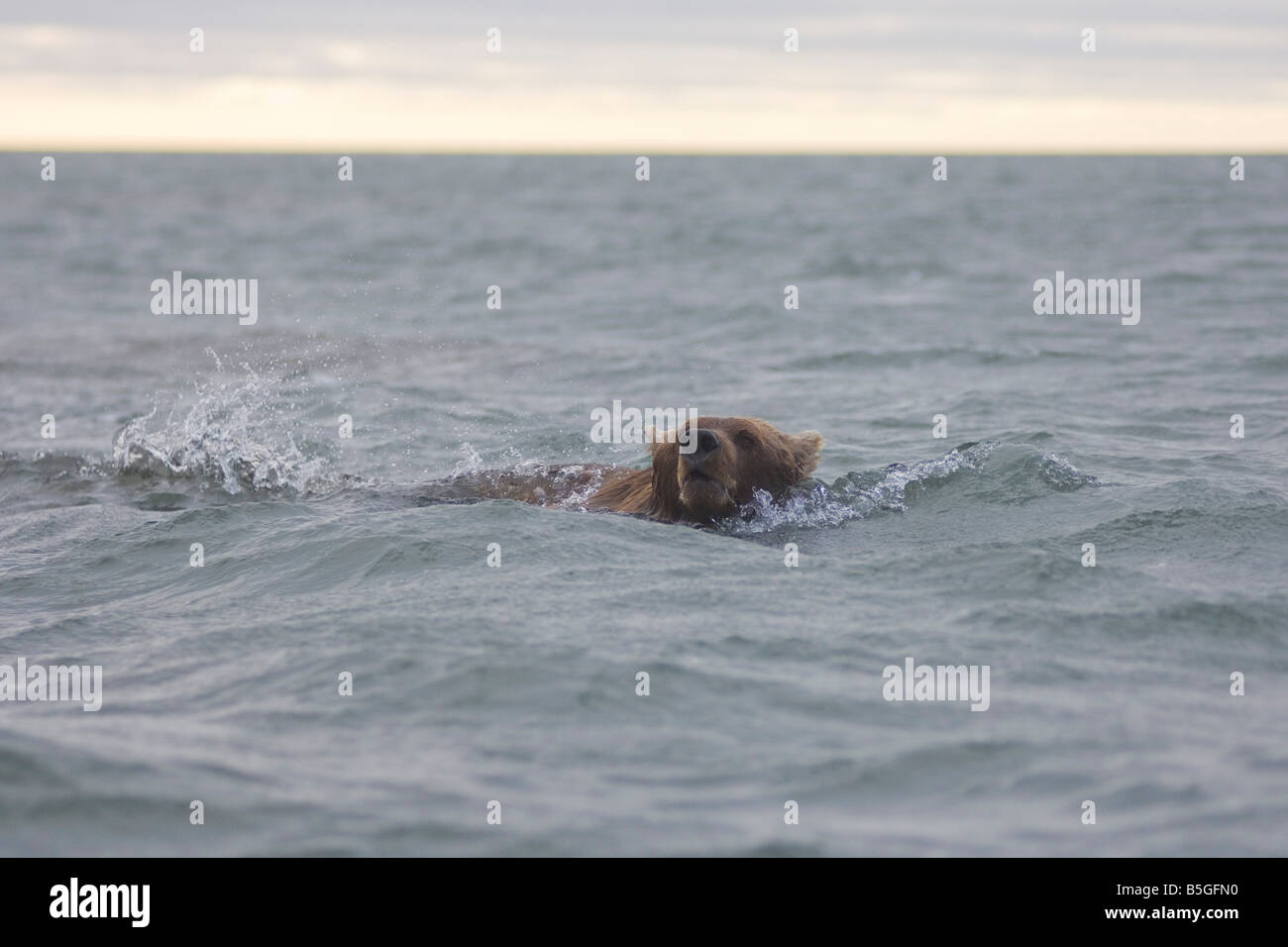 Arctic grizzly bear Ursus arctos boar swimming towards boat, Arctic ...