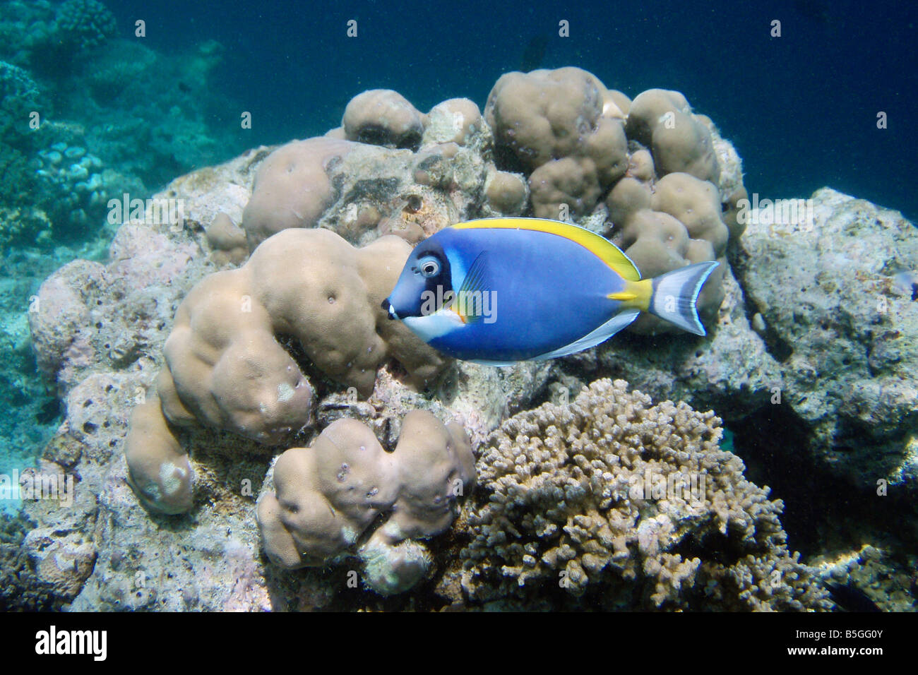 Blue Surgeonfish swimming in shallow water in The Maldives Stock Photo ...