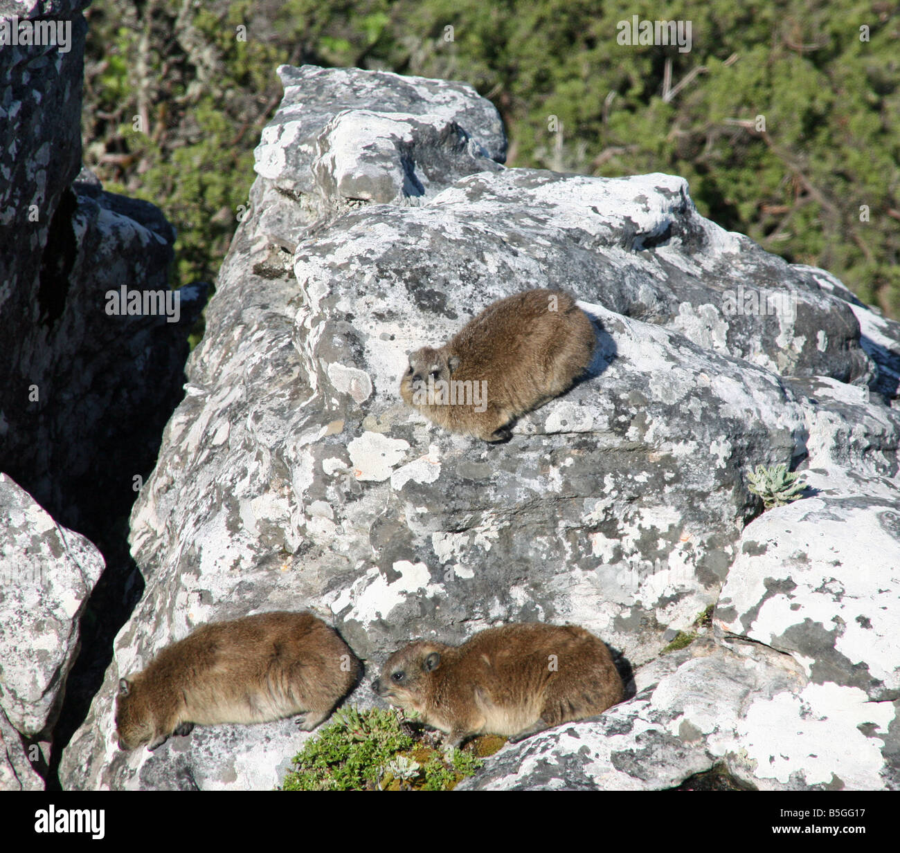 Dassies, Cape Hyrax, or Rock Hyrax, (Procavia capensis) warming ...