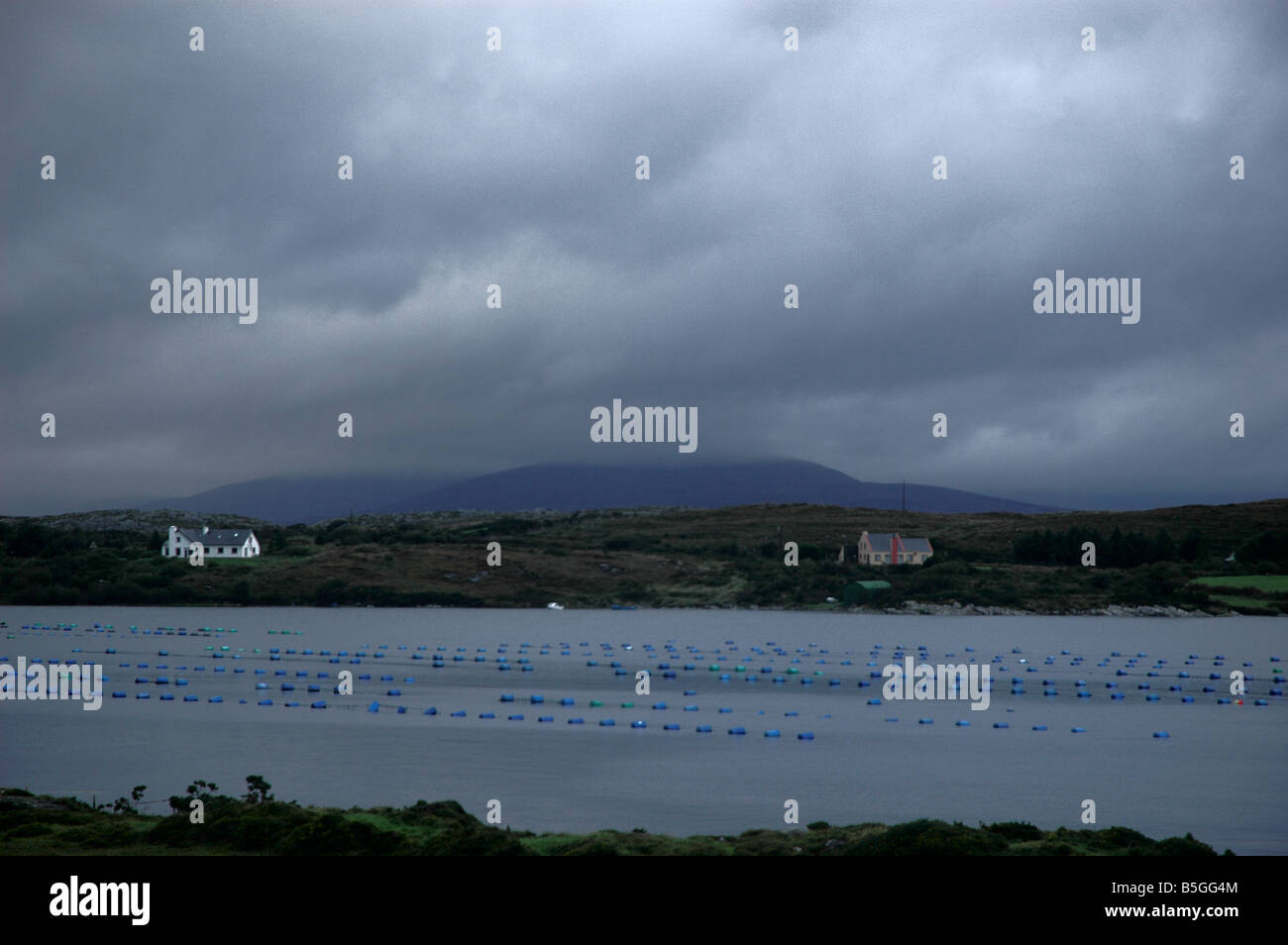 Mussel farm in Ireland Stock Photo - Alamy