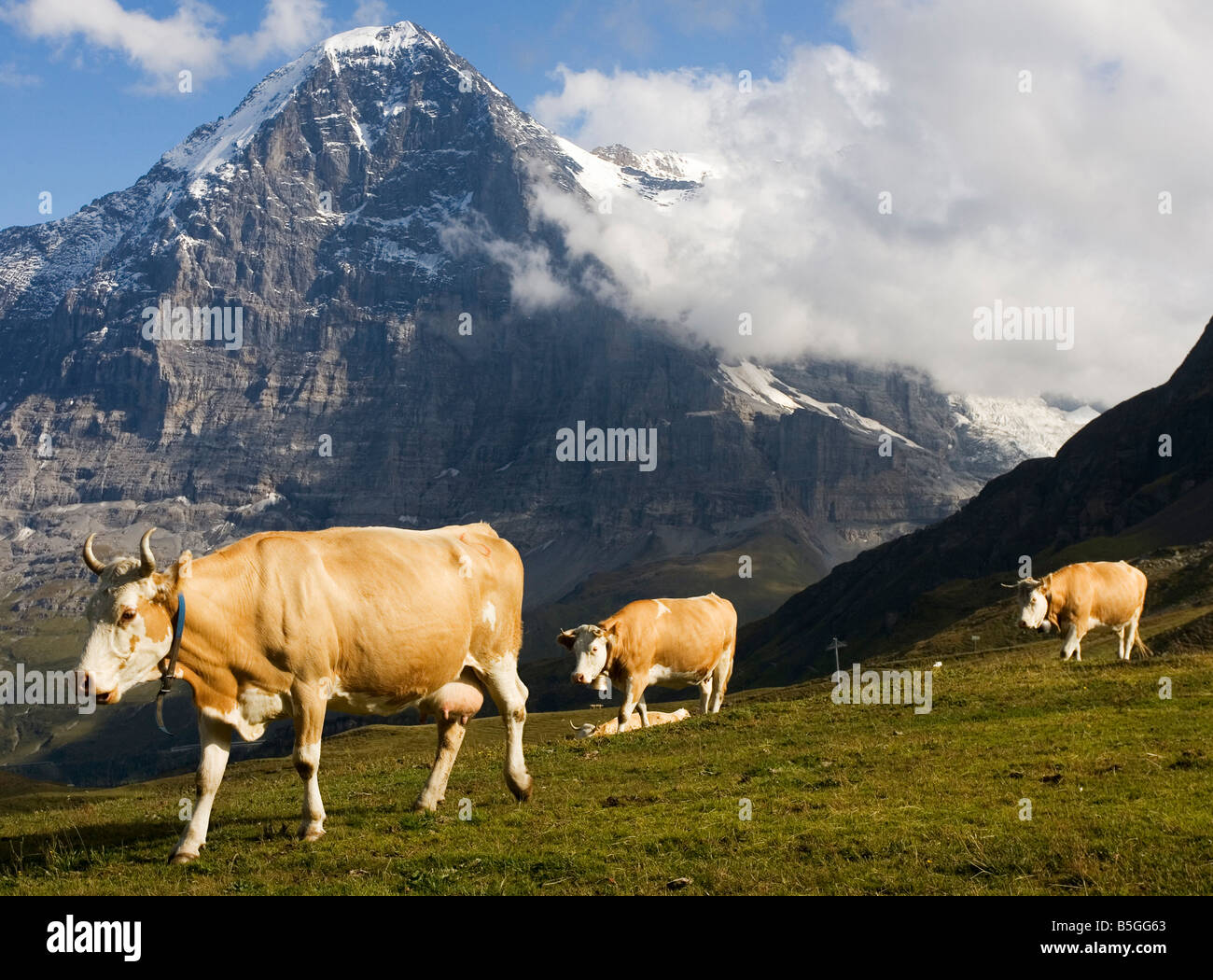 Alpine cows with the Eiger mountain in the background Switzerland Stock ...