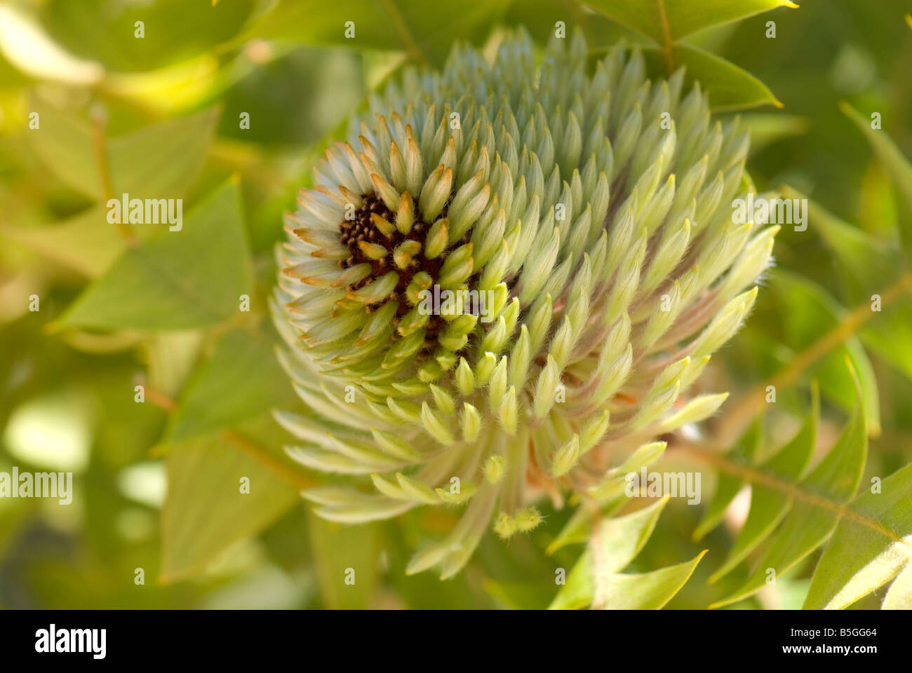 Close up of a Baxter's Banksia flower head Stock Photo - Alamy