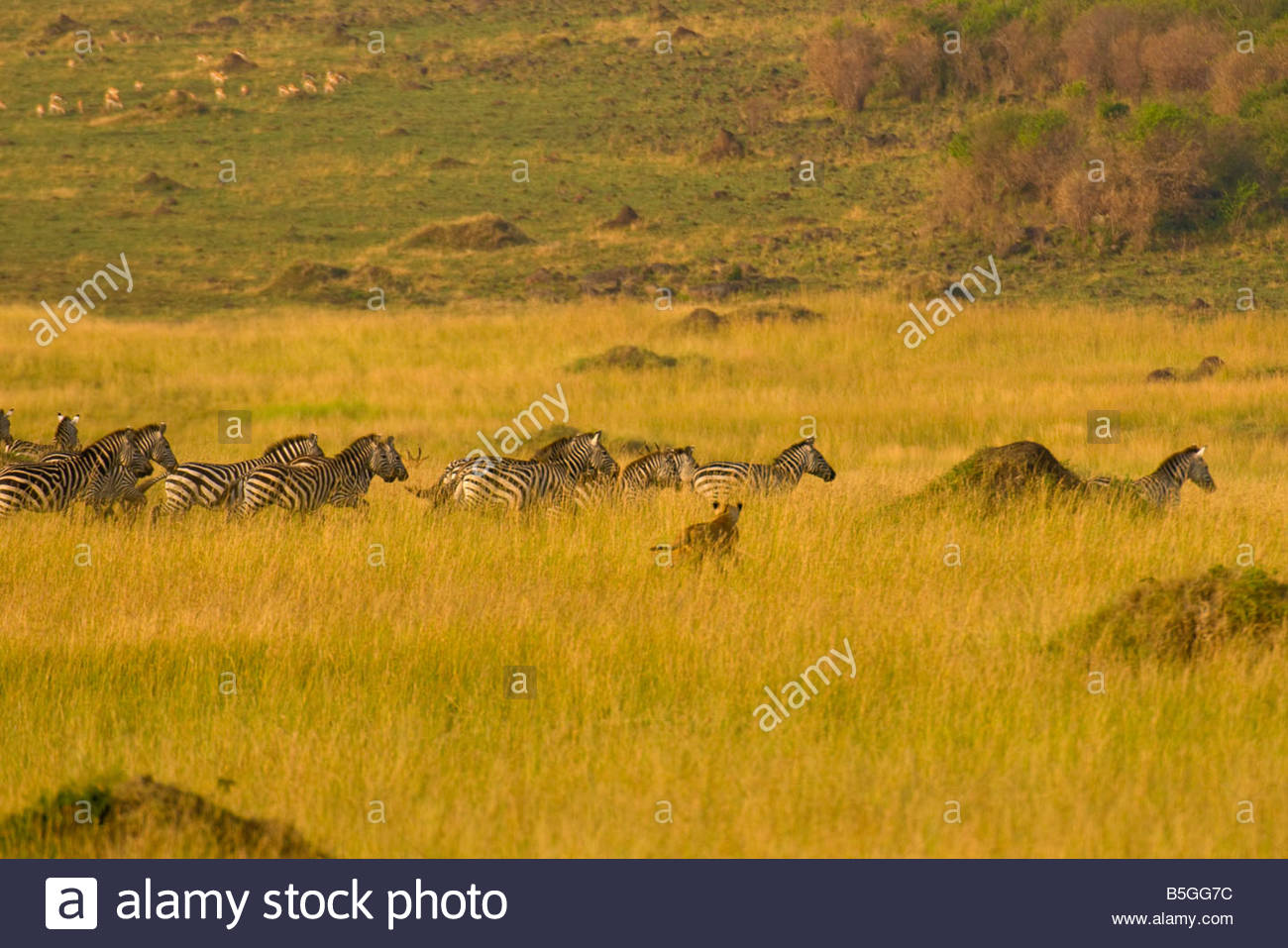 Lion Running Zebra Stock Photos & Lion Running Zebra Stock Images - Alamy