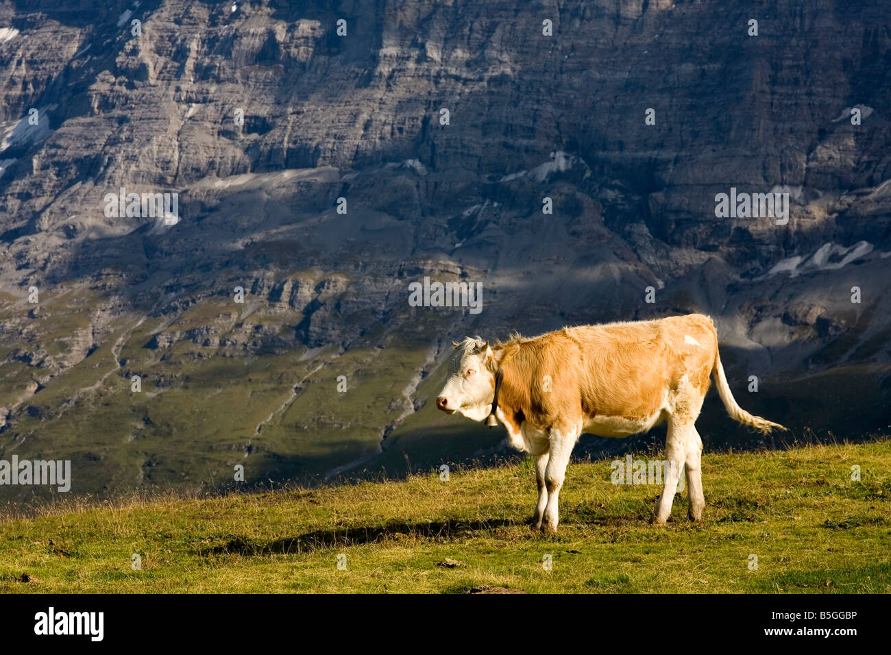 Alpine cow with the Eiger mountain in the background Switzerland Stock ...