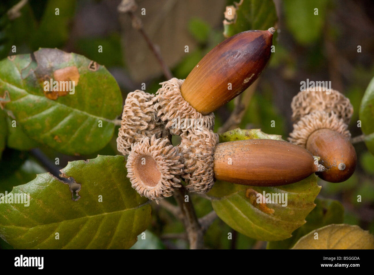 Golden Oak Quercus alnifolia foliage and acorns Cypriot endemic in the ...