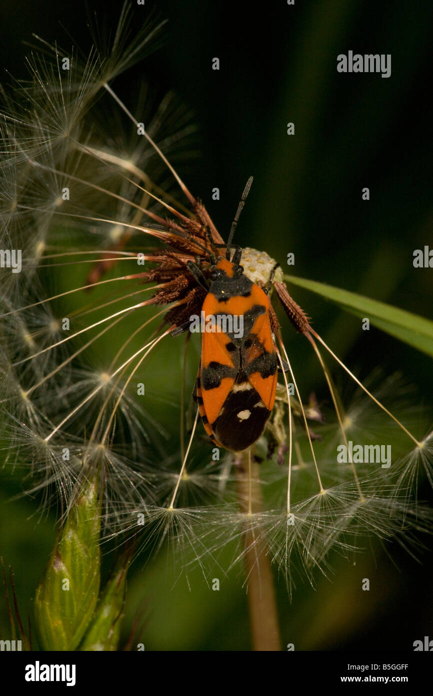Stone bug ground bug Lygaeus equestris on dandelion seed head Stock ...