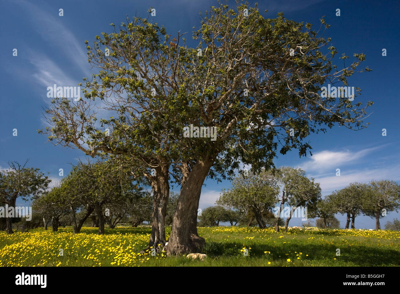 Carob tree hi-res stock photography and images - Alamy