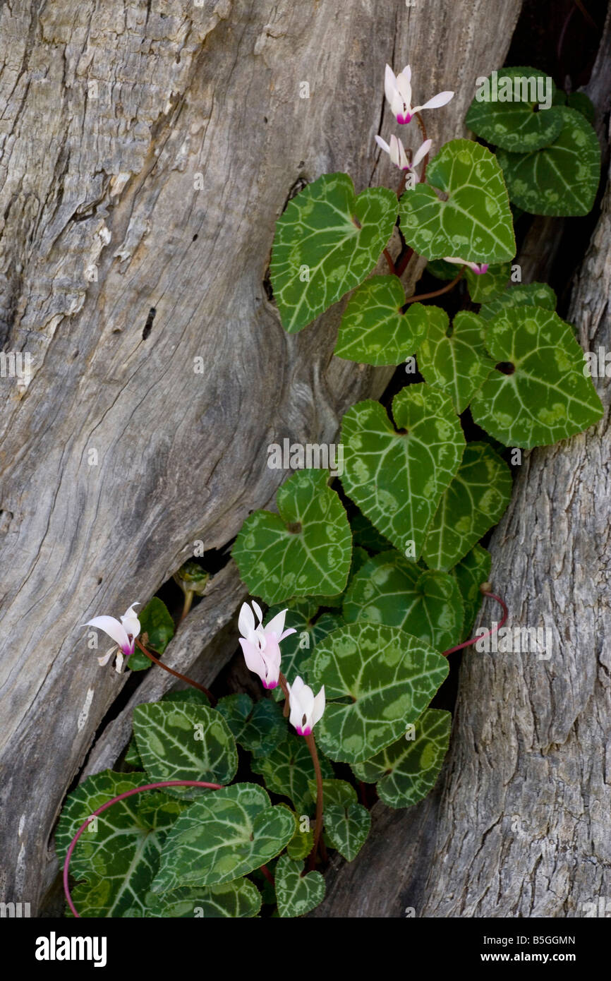Persian Cyclamen Cyclamen persicum growing in old tree Native in Cyprus ...