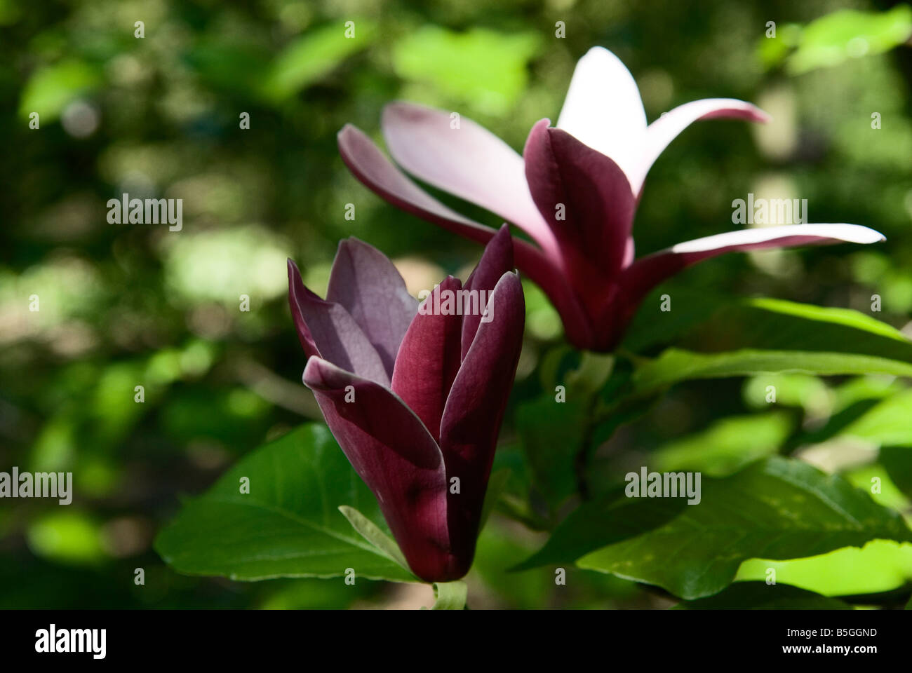 flowering flower Magnolia liliiflora Mulan magnolia Tulip magnolia or ...