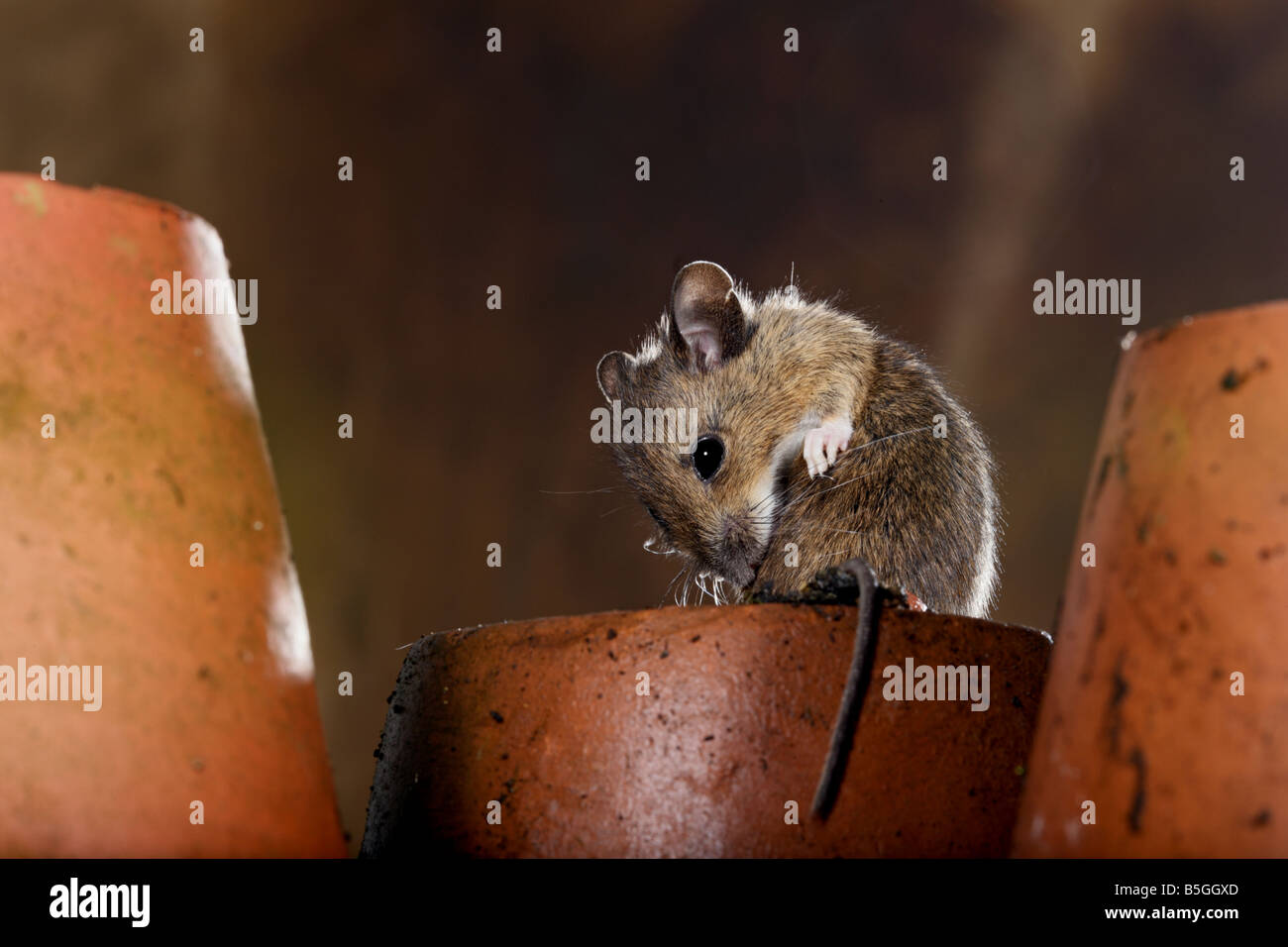 Mouse washing hi-res stock photography and images - Alamy