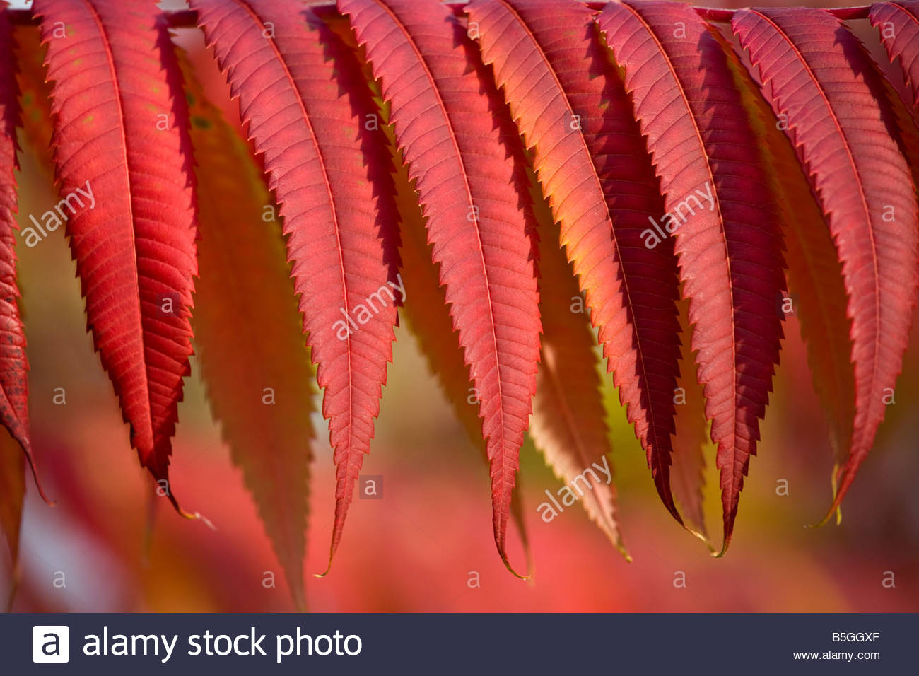 Staghorn Sumac Leaves Rhus Typhina High Resolution Stock Photography ...