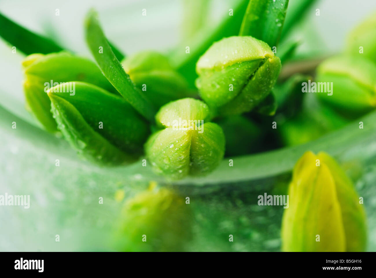 Tulips art hi-res stock photography and images - Alamy
