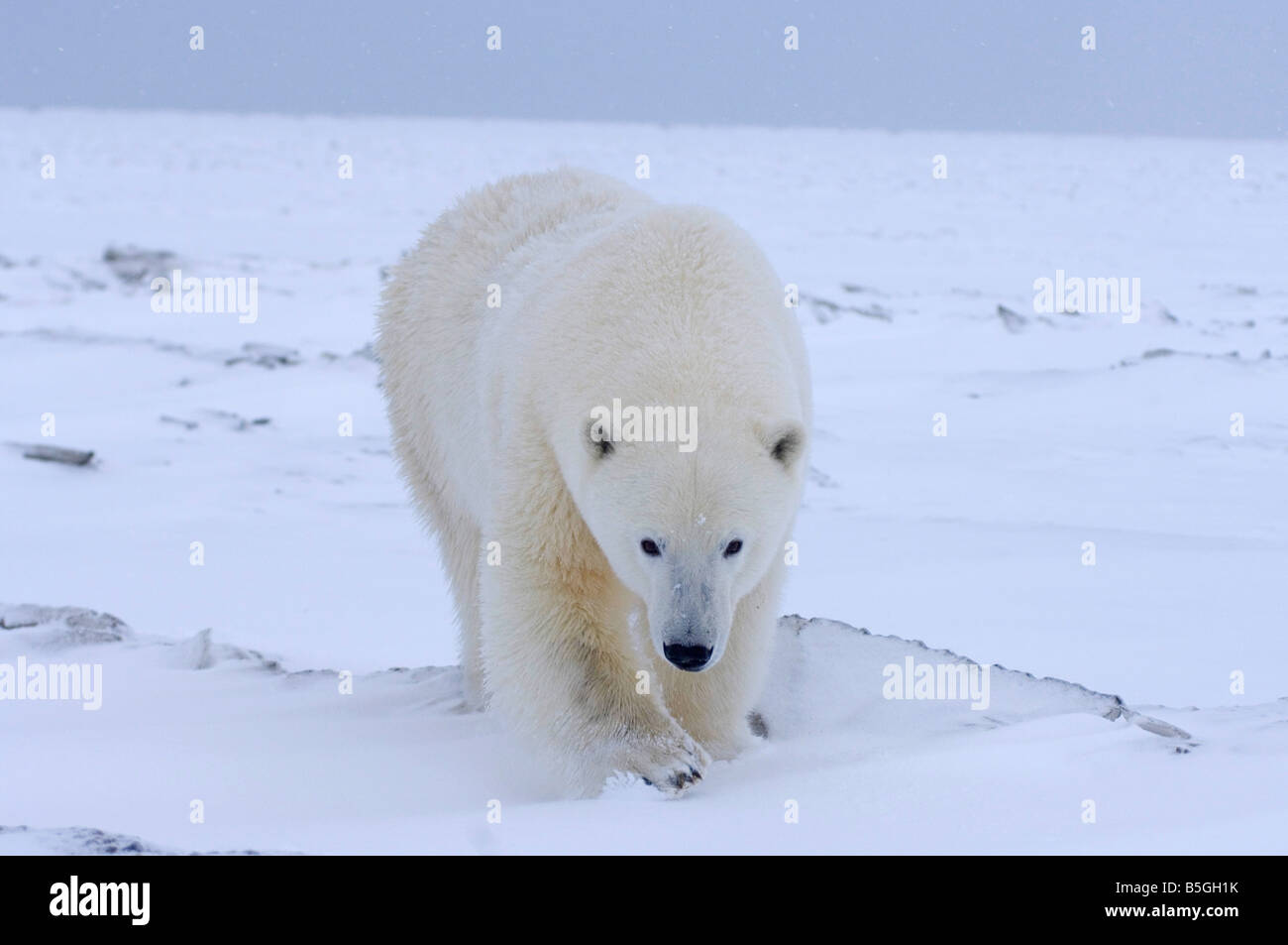 Polar bear (Ursus maritimus) coming close of an adult female, sow ...