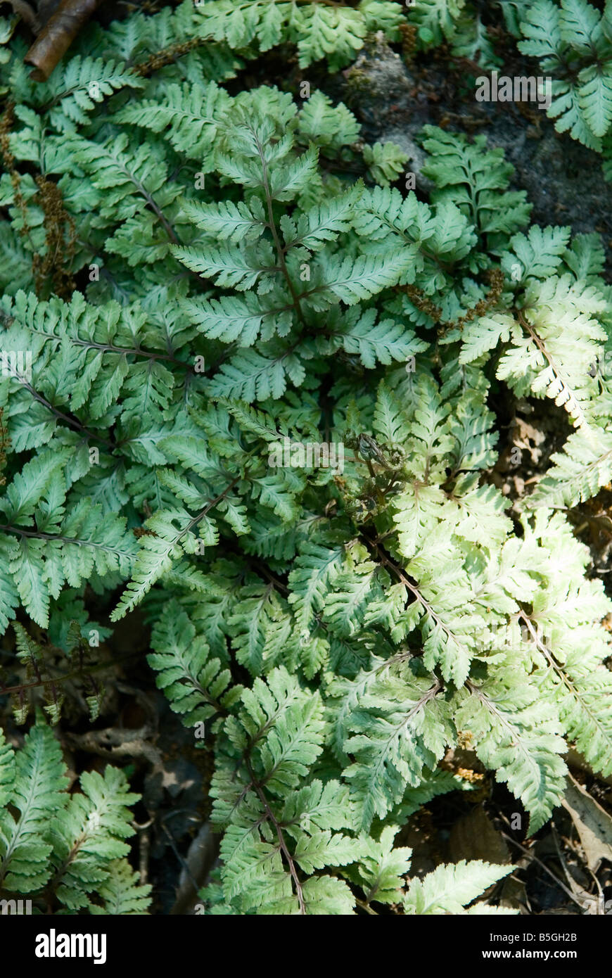 Metallicum hi-res stock photography and images - Alamy