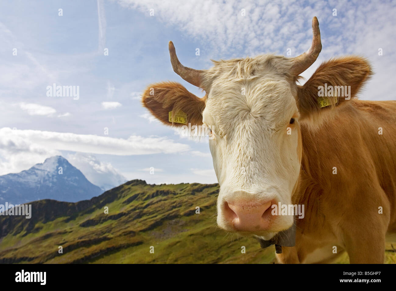 Alpine cow in the Bernese Oberland Switzerland Stock Photo - Alamy