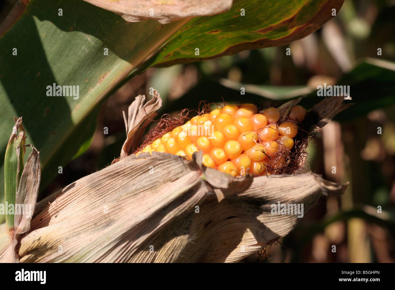 Corn varieties hi-res stock photography and images - Alamy