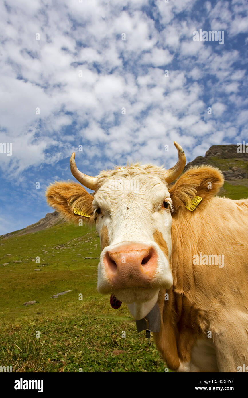 Alp horns traditional alpine hi-res stock photography and images - Alamy