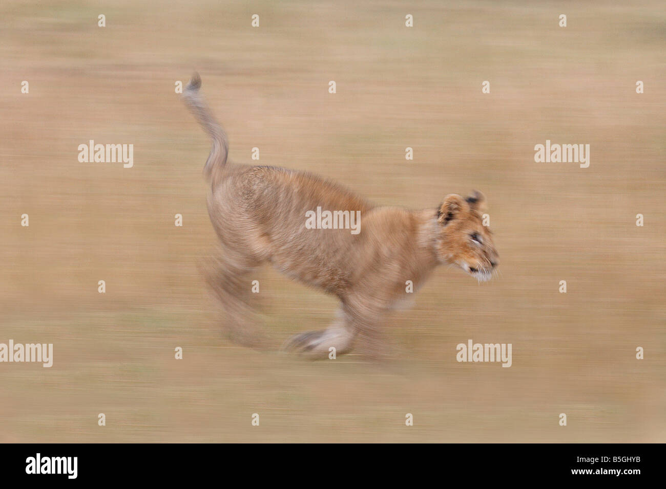 Lion cub running hi-res stock photography and images - Alamy