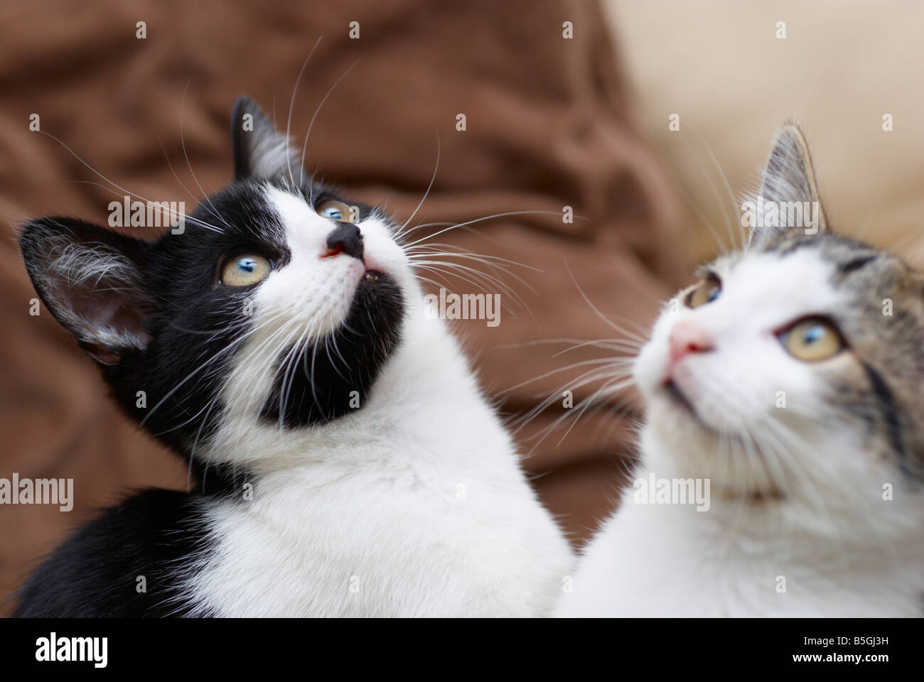 2 young male cats (brothers Stock Photo - Alamy