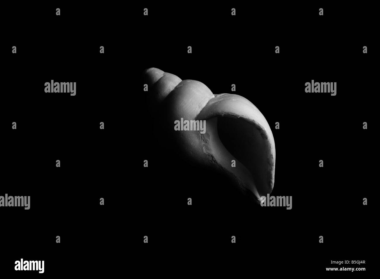 Common whelk shell Black and White Stock Photos & Images - Alamy