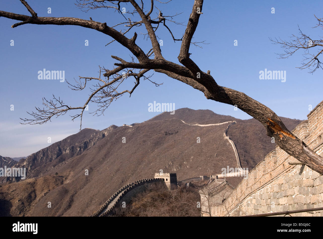 A tree frames the Mutianyu section of the Great Wall of China Stock ...