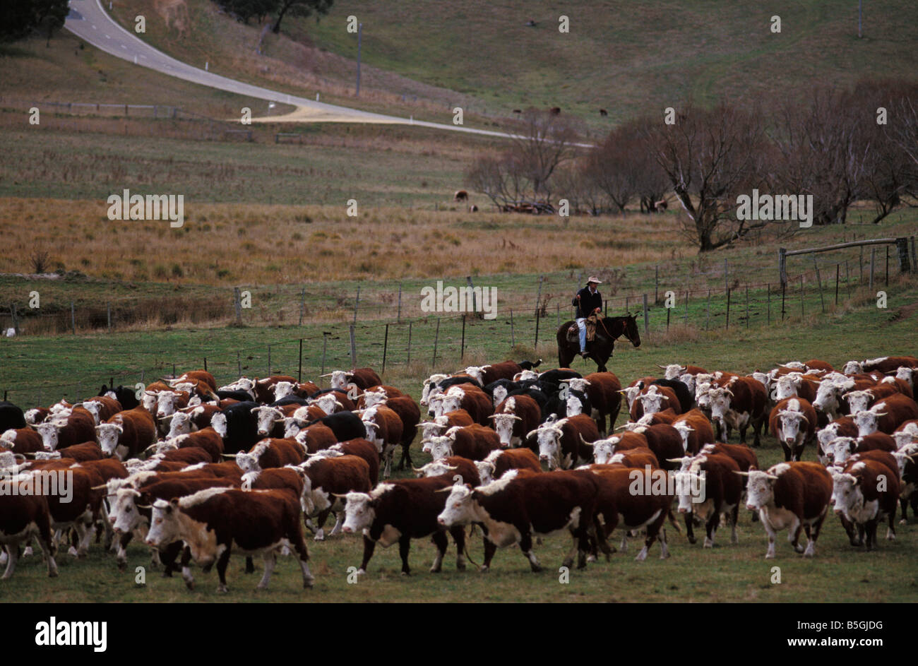 Droving Cattle Cobungra Station Omeo District Victoria Australia Stock ...