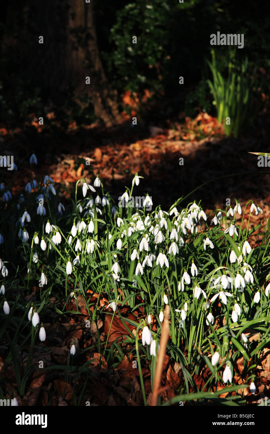 A drift of Spring snowdrops beneath woodland trees Stock Photo - Alamy