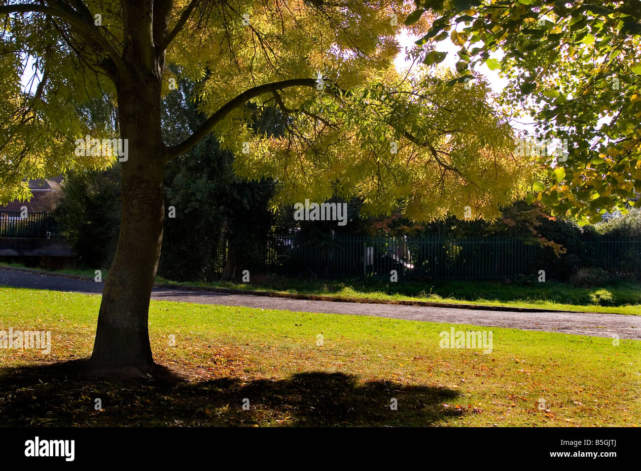Backlit Autumnal Tree Stock Photo - Alamy