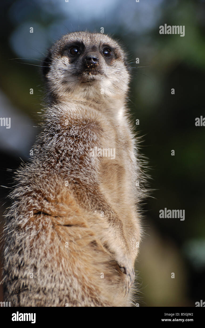 Meerkat standing looking out Stock Photo - Alamy
