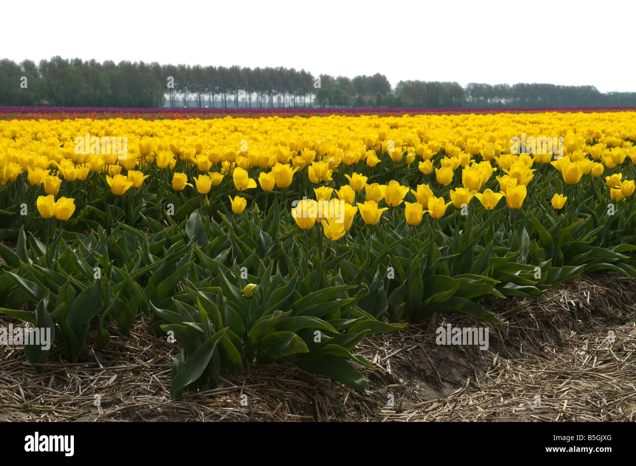 Field full of yellow tulips Stock Photo - Alamy