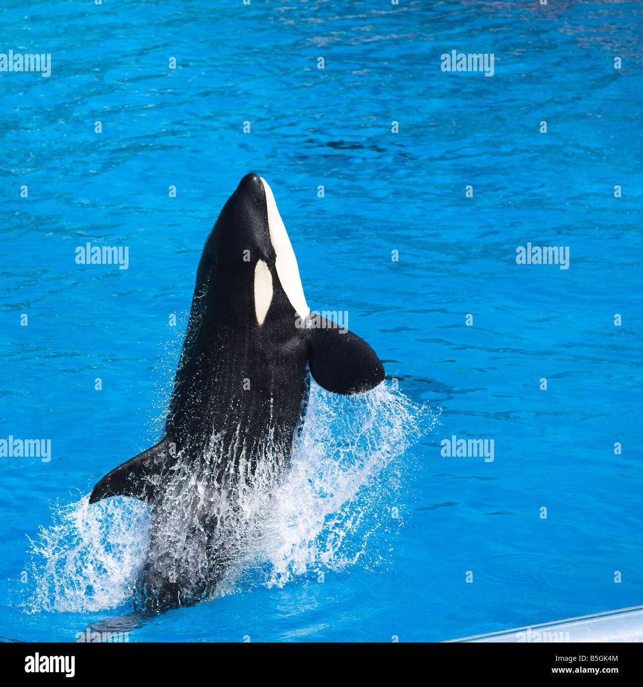 Shamu hi-res stock photography and images - Alamy
