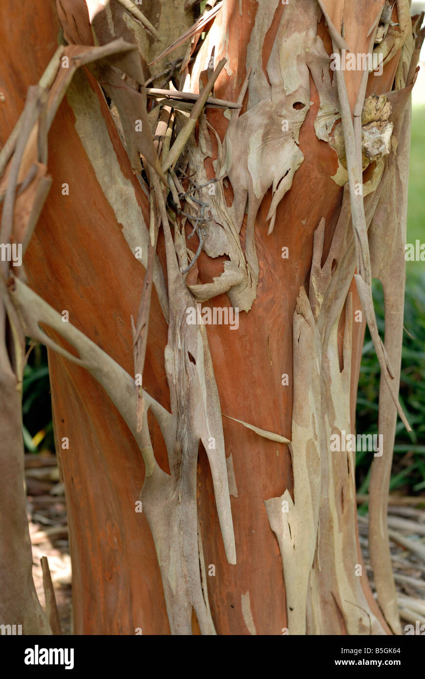 Crape Myrtle Trunk Stock Photo - Alamy