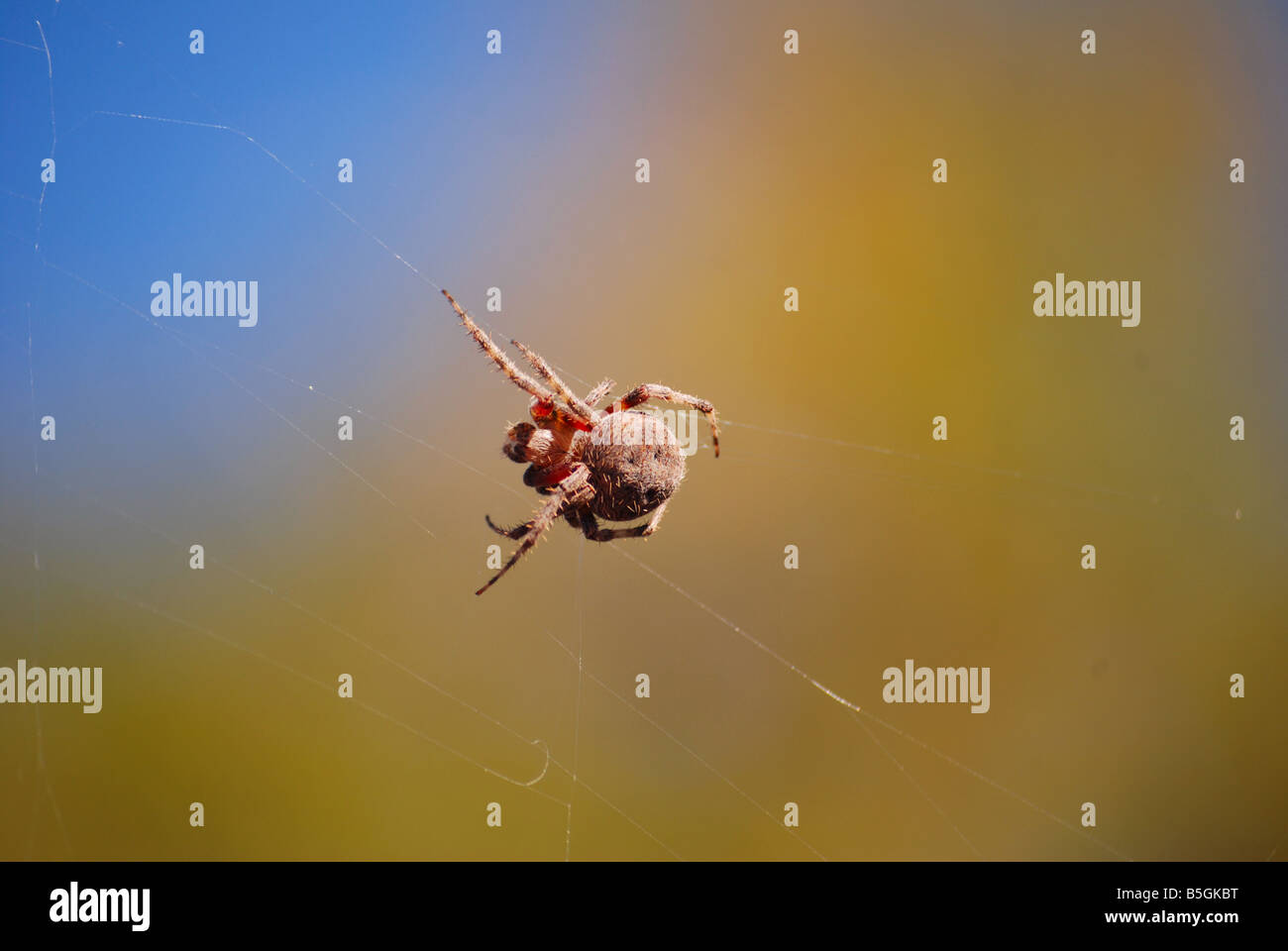 Spider in a web Stock Photo - Alamy