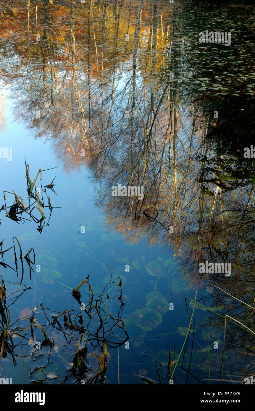 Trees reflected on water hi-res stock photography and images - Alamy