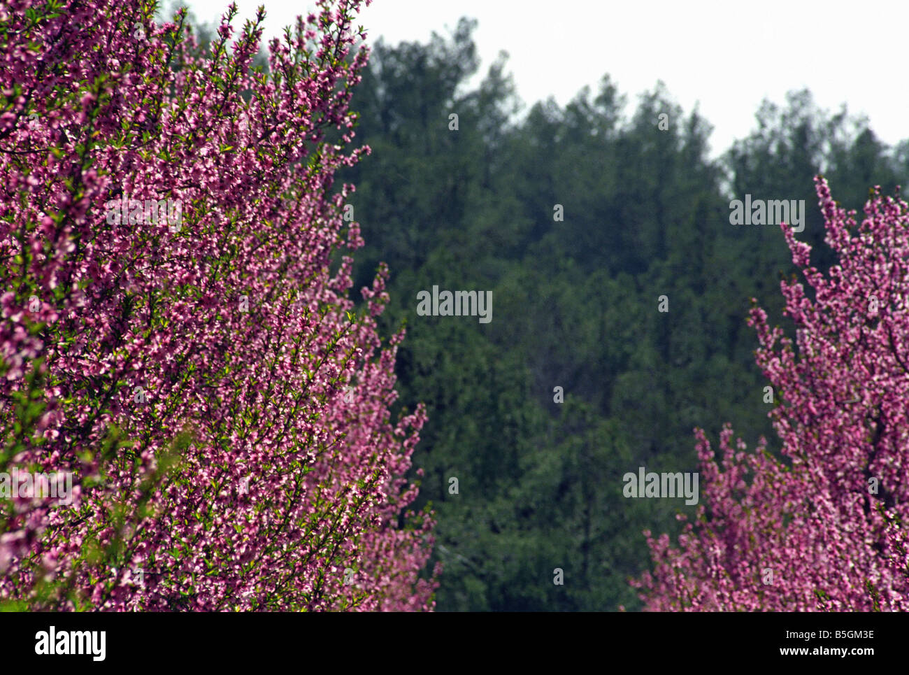 Peach blossom in orchard hi-res stock photography and images - Alamy
