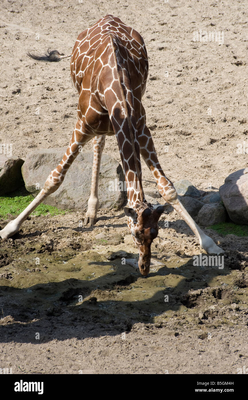 Giraffe crossing hi-res stock photography and images - Alamy