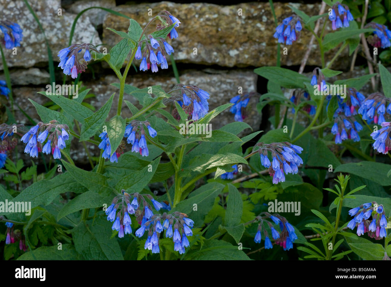 Rough comfrey hi-res stock photography and images - Alamy