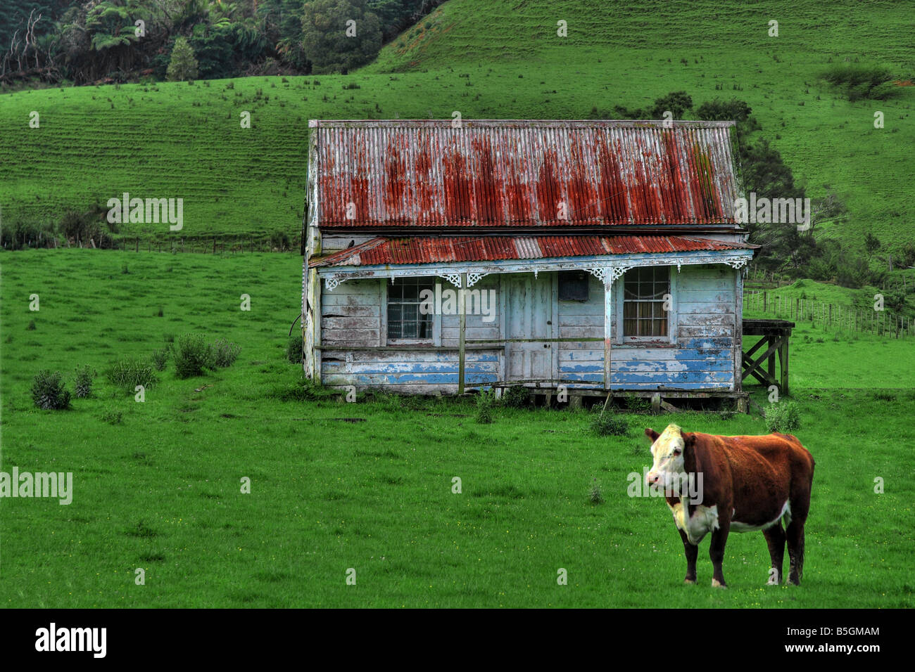 Cow paddock hi-res stock photography and images - Alamy