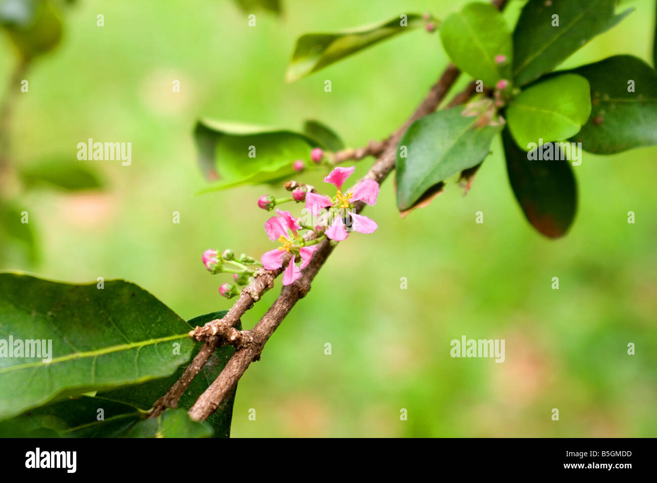 Acerola plant hi-res stock photography and images - Alamy