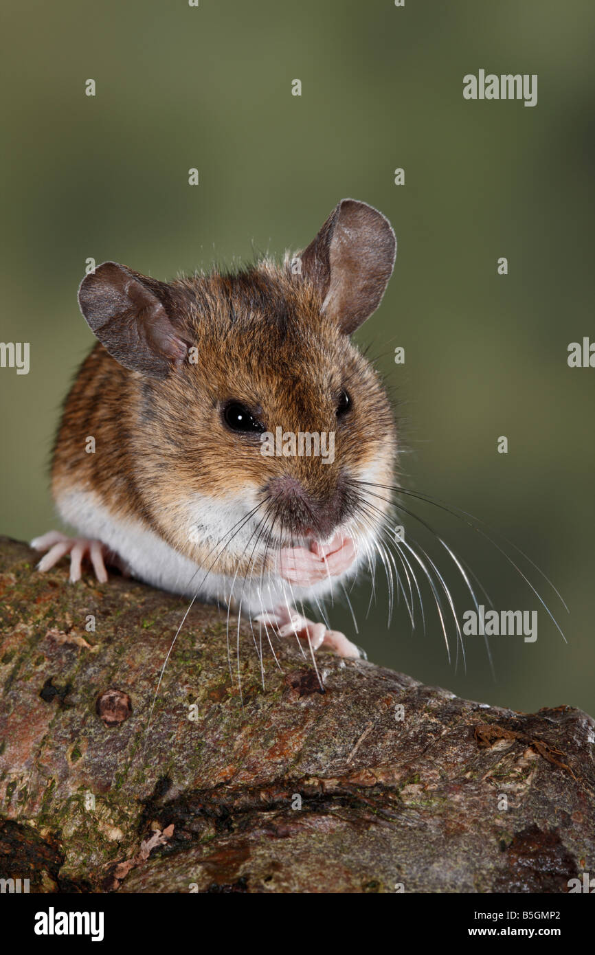 Yellow necked mouse uk hi-res stock photography and images - Alamy