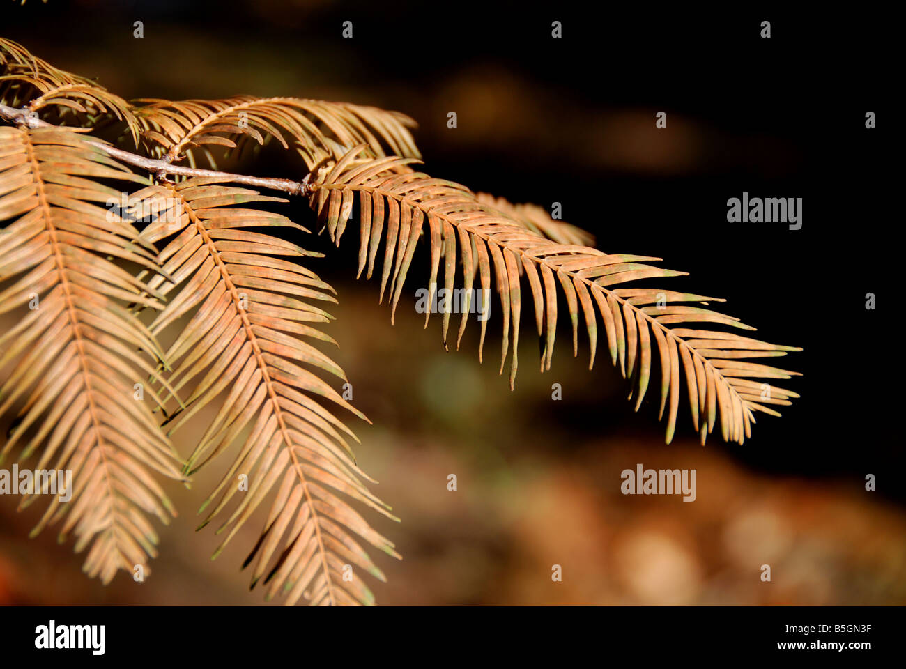 The autumn foliage color of Dawn redwood (Metasequoia glyptostroboides ...