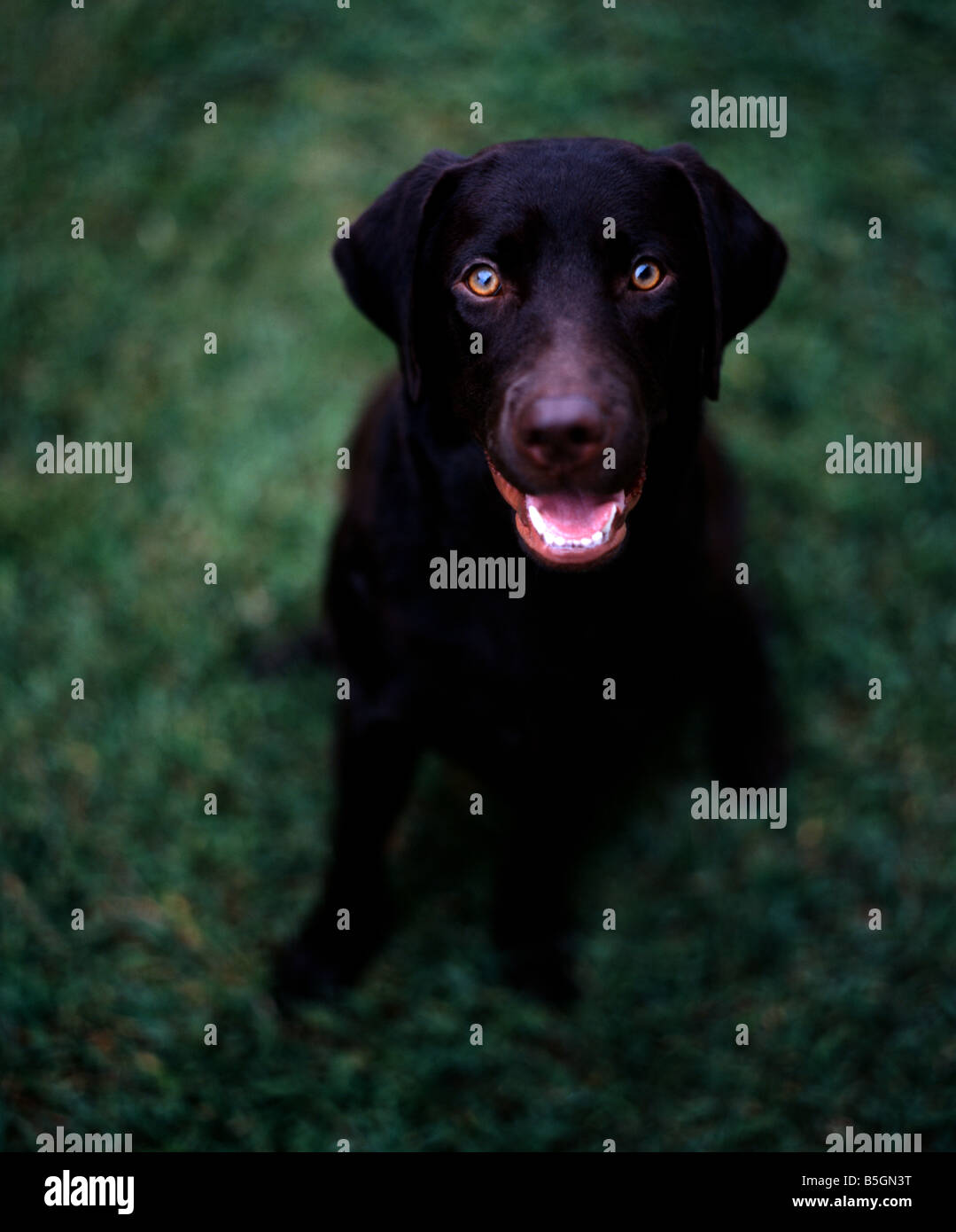 Female labrador retriever hi-res stock photography and images - Alamy