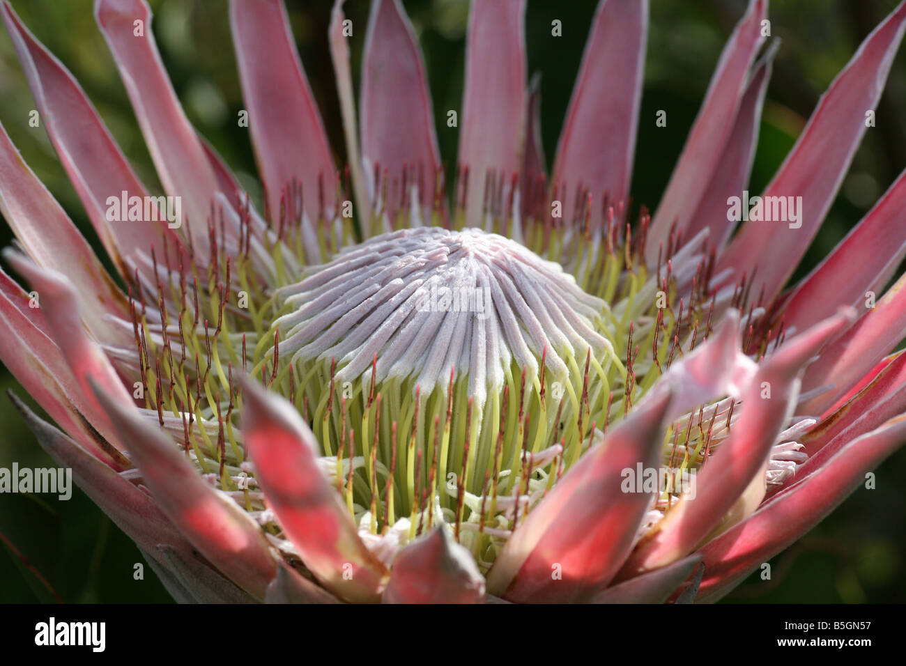 Distinctive large petals hi-res stock photography and images - Alamy