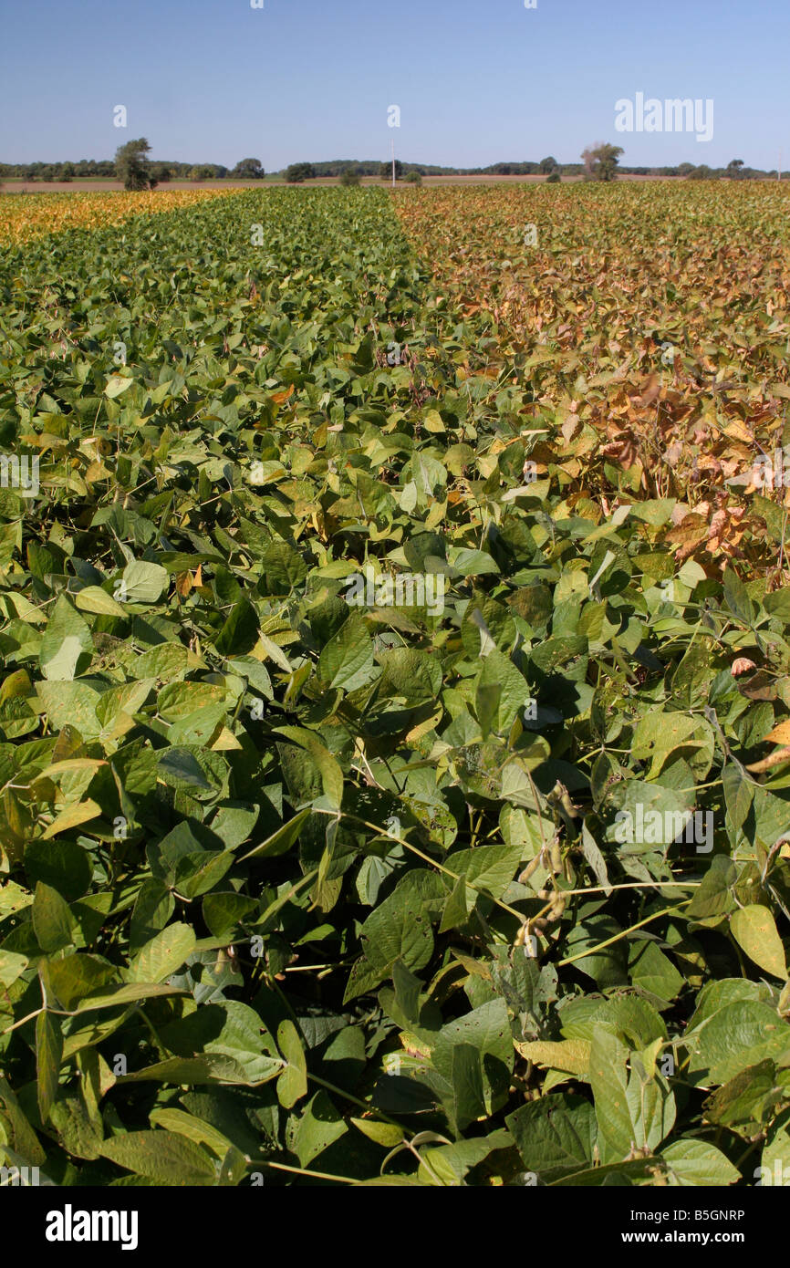 Soybean varieties hi-res stock photography and images - Alamy